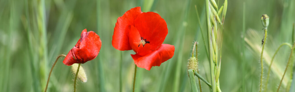 Bagard – Entre collines et garrigues